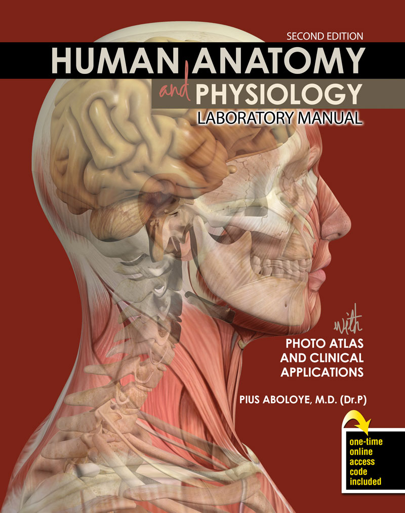 Anatomy And Physiology Lab Manual Answers Anatomical Charts Posters