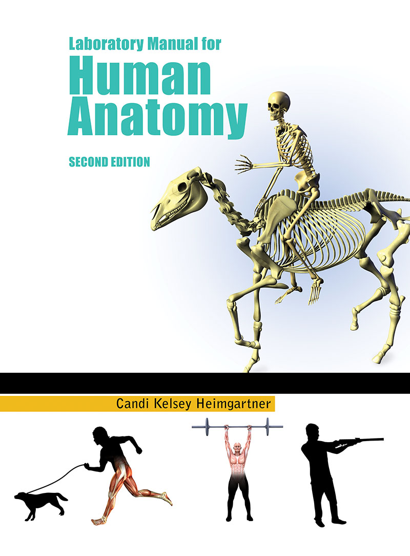 Laboratory Manual For Human Anatomy Higher Education Laboratory Manual For Human Anatomy Higher Education